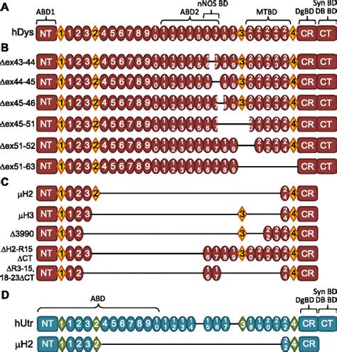 Dystrophin And Utrophin Constructs Analyzed A Diagram Of Full Length
