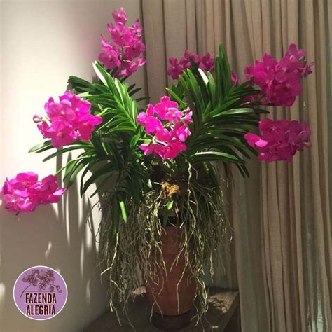 Orquídea Vanda como cuidar plantar e fazer mudas 25 fotos