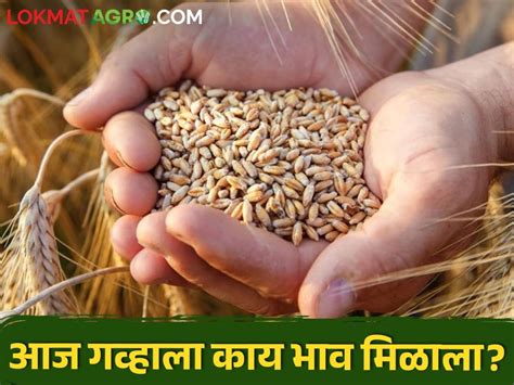 Wheat Market शरबती गव्हाचा बाजारभाव वधारला गुढीपाडव्याला गव्हाला काय