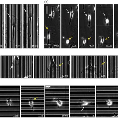Time Lapse Microscopy Of The Cells Growing On The Different Download Scientific Diagram
