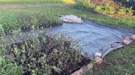 ГДЕ КУПИТЬ ХОРОШИЕ САЖЕНЦЫ МАЛИНЫ Мы рекомендуем хозяйство Наталии и Дмитрия Сковородниковых в