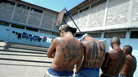 Integrantes de Mara Salvatrucha buscan refugio en México Diario Basta