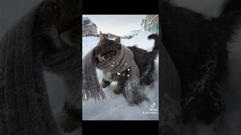 oh la neige je mets mon écharpe pour me couvrir ma gorge YouTube