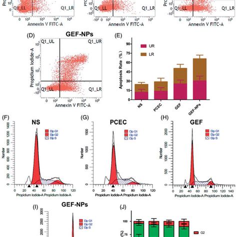 The Tumor Tissue Apoptotic Distribution Ae And Cell Cycle