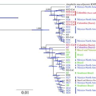 Phylogeny Constructed Through Bayesian Inference Estimated From The 35H