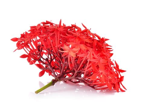 Premium Photo Red Ixora Over White Background
