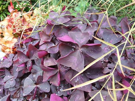 Photo 22612 Oxalis Triangularis Ssp Triangularis Plant Lust