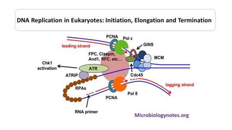 Dna Replication In Eukaryotes Notes Microbiology Notes