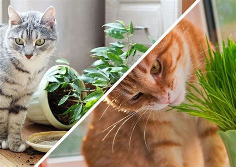 Господарі розповіли як захистити кімнатні рослини від котів Читайте на Ukr Net