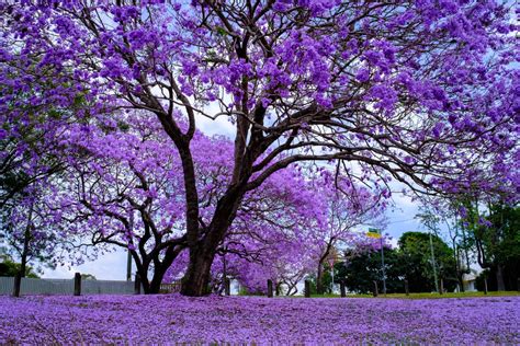 Jacca Time Richmond Christian College