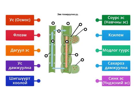 Ургамлын зөөвөрлөлт Labelled Diagram