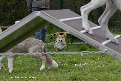 école du chiot et cours d éducation du 22 04 2023
