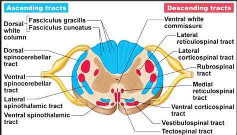 Neuroanatomy Module 2 Flashcards Quizlet