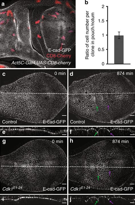 Cell Proliferation And The Role Of Cell Division For Epithelial