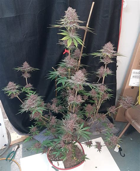 Mosca Tiki Collab Ice Pie The Dude Grows Show