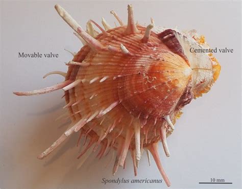 Heterodont Taxodont Dentition In Bivalves Archives Geological Digressions