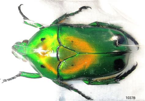 Cetonniinae Heterorrhina Sexmaculata 22 25mm A1 From Sumatra Selected
