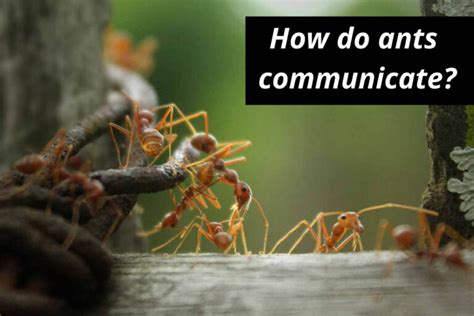 How Ants Communicate Pheromones Antennae And More