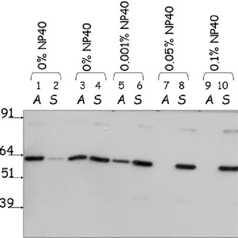 Aggregation Assay Of The Fplc And Gravity Flow Purified Gst Nr2e3 Download Scientific Diagram