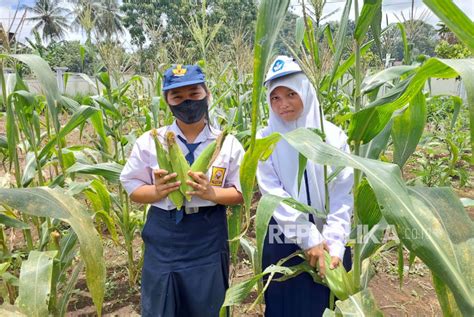 Bertani Sejak Dini Menanam Dari Kebun Sekolah Republika Online
