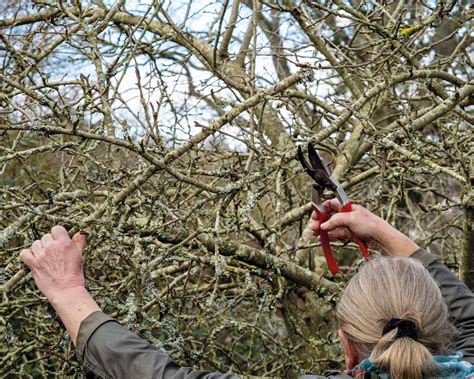 How To Prune Apple Trees Must Know Advice For How And When Gardeningetc