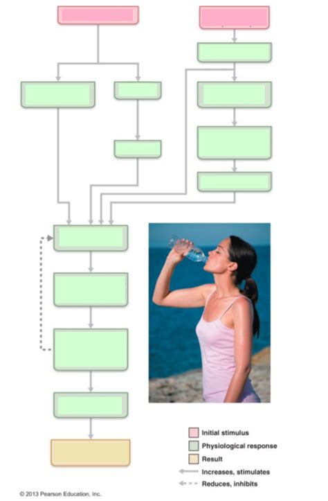 Diagram Of Response To An Increase In Ecf Osmolarity And Decrease In