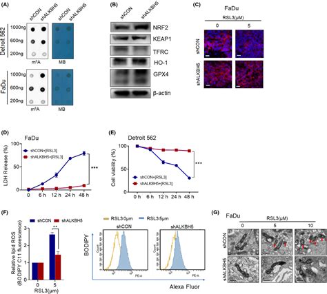 RNA Demethylase ALKBH5 Regulates Hypopharyngeal Squamous Cell Carcinoma