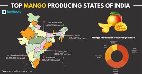 Largest Mango Producing State In India Know Highest Mango Production
