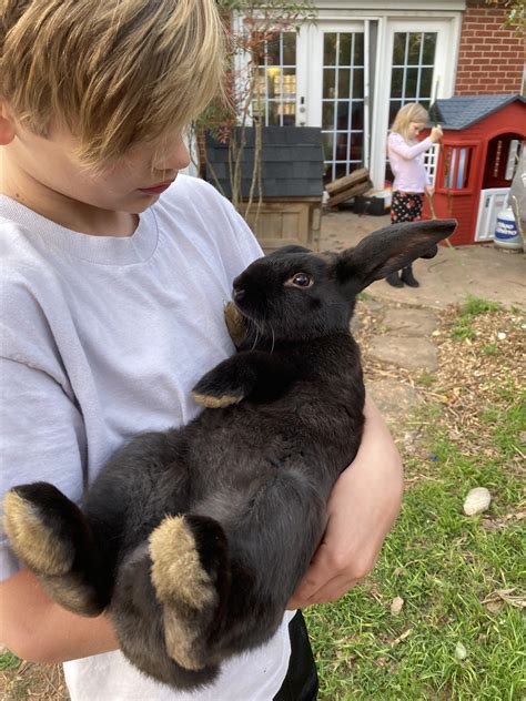 So Are Neighbor Has To Many Rabbits And Is Giving Them Away For Free