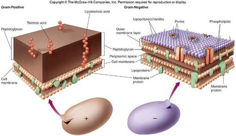 Differences Between Gram Positive And Gram Negative Bacteria