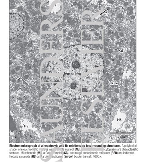 Electron Micrograph Of A Hepatocyte And Its Relationship To Surrounding Structures