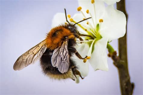 Bee Pollination Importance Steps And Guide Agri Farming