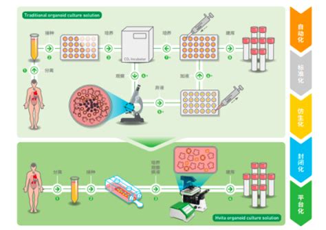 类器官共培养 打破传统类器官培养的桎楛 上海睿钰生物科技有限公司