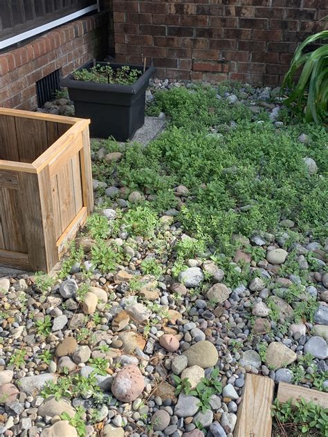 How To Get Rid Of Weeds In Rock Landscaping Farm City State Your