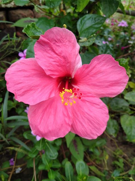 Flor De Hibisco Foto Gratuita No Pixabay Pixabay