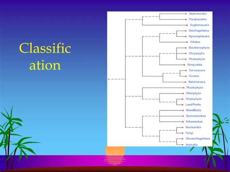 Ppt Origins Of Eukaryotic Diversity Powerpoint Presentation Free Download Id 5658592