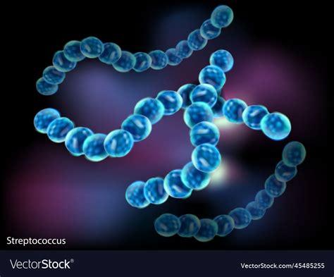 The Streptococcus Gram Royalty Free Vector Image