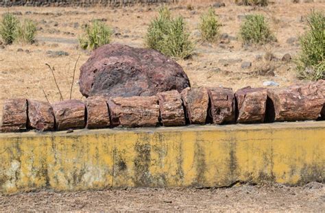 Tree And Wood Fossil Segments Stock Image Image Of Segment Historic