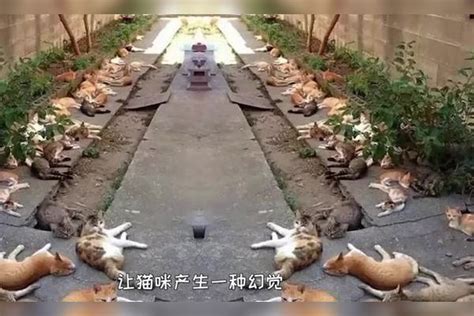 男子在家门口种植薄荷想驱蚊一晚过后出门一看简直怀疑人生 种植 薄荷 男子