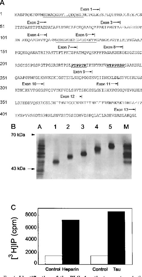 Figure 4 From Activation Of Phospholipase C γ By The Concerted Action