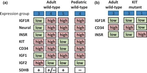 Subpopulations Of Wild Type And Kit Mutant Gists A Adult Wild Type
