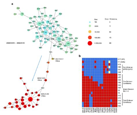 Haplotype Networks Of Sars Cov 2 And The Flow Of Omicron Core