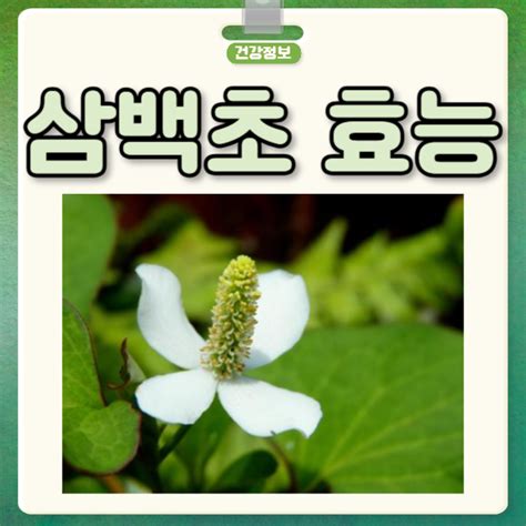 삼백초 효능 부작용 삼백초 추출물 삼백초 뿌리 네이버 블로그