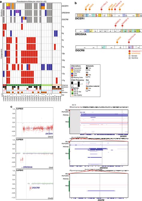 Genomic Alterations In Molecularly Defined Pineoblastomas A Oncoprint
