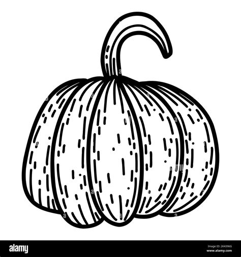 Pumpkin In Hand Drawn Doodle Style Linear Autumn Vector Illustration