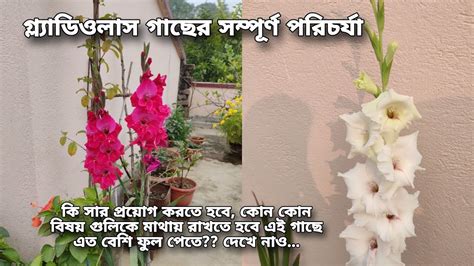 How To Grow Gladiolus Bulbsgladiolus Bulbs Growing Tipsগ্ল্যাডিওলাস