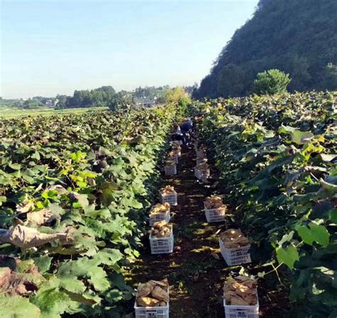 葡萄熟了！清镇市红枫湖镇“甜蜜果”铺就致富路种植精品水果