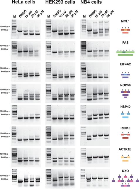Figures And Data In Characterisation Of The Biflavonoid Hinokiflavone