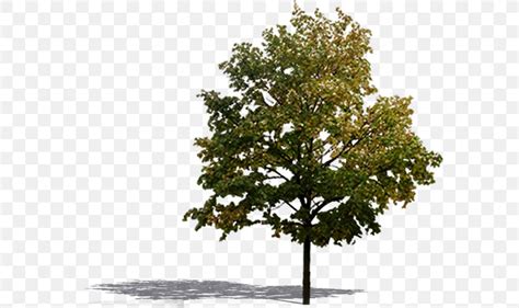 Landscape Architecture Tree PNG X Px Architect Arborist Architectural Designer