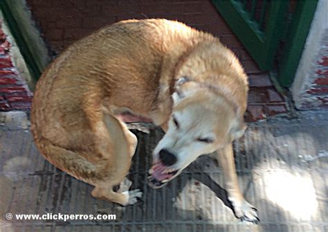 Basic Dog Body Language Of Fearful Dogs